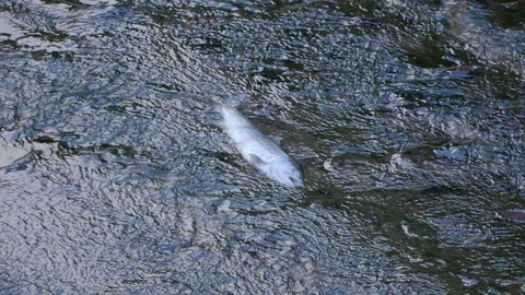 Dead containimated fish laying on the fl... | Stock Video | Pond5