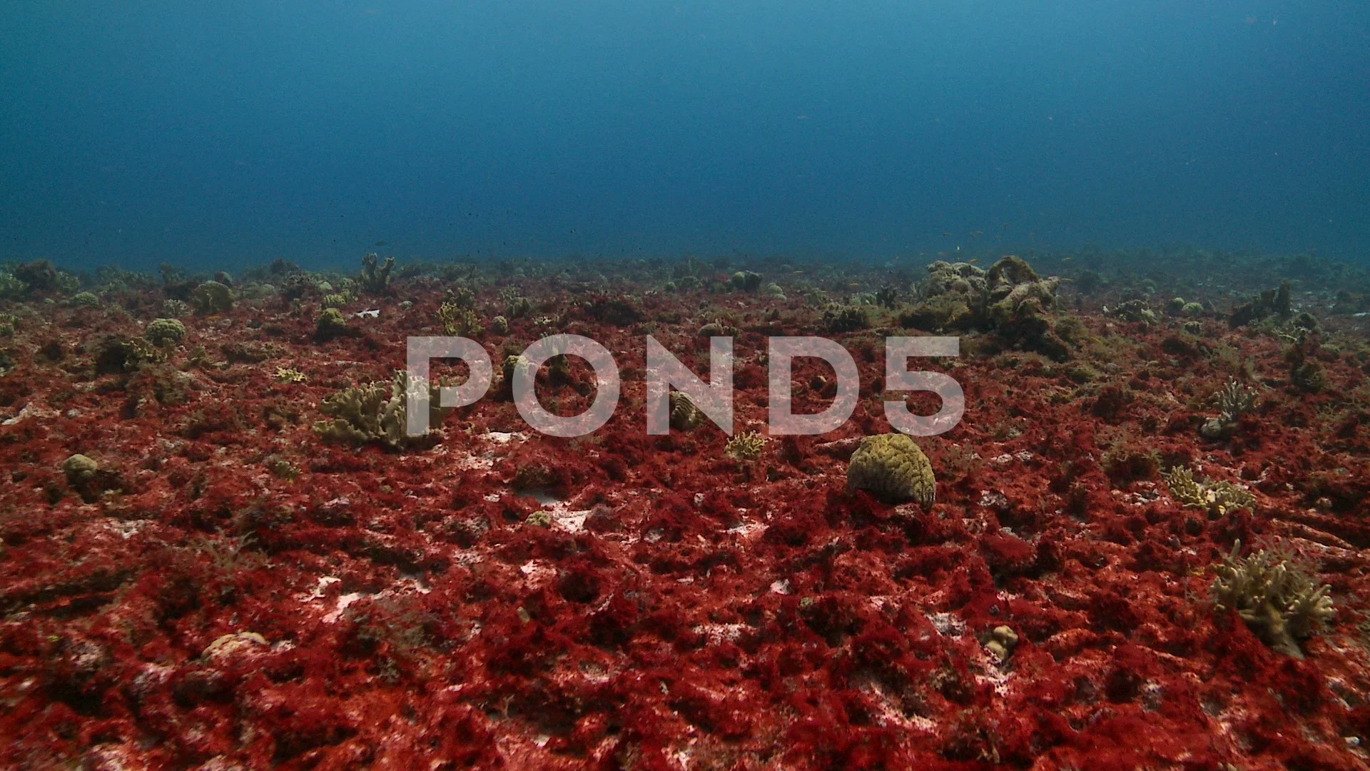 Ocean Red Algae