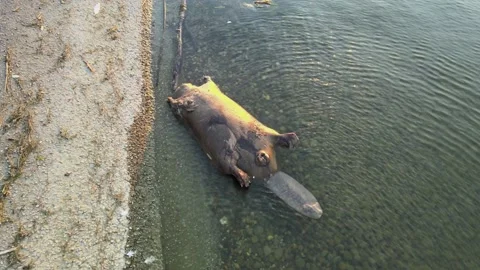 Landfill Body Stock Video Footage | Royalty Free Landfill Body Videos ...