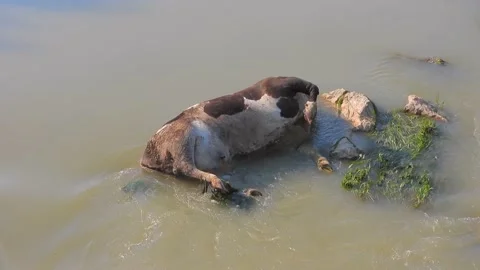 Dead Cow Stock Video Footage | Royalty Free Dead Cow Videos | Pond5