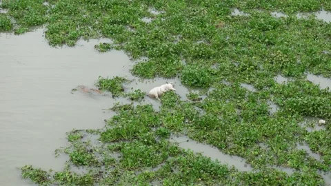 Dead Cows Stock Footage ~ Royalty Free Stock Videos | Pond5