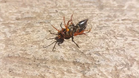 Dead Bee Stock Footage ~ Royalty Free Stock Videos | Pond5