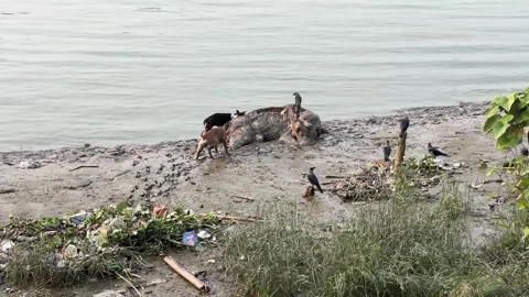 Cow Body Stock Videos – Royalty-Free HD & 4K Videos