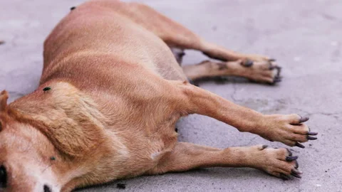 Ripping Corpse Stock Video Footage | Royalty Free Ripping Corpse Videos ...