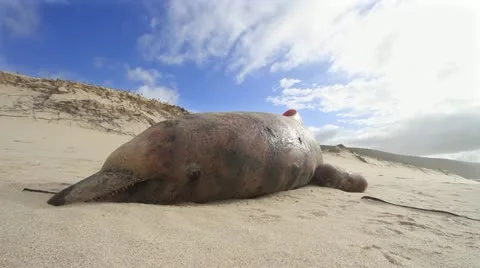 Body Decomposition Timelapse Stock Videos – Royalty-Free HD & 4K Videos ...