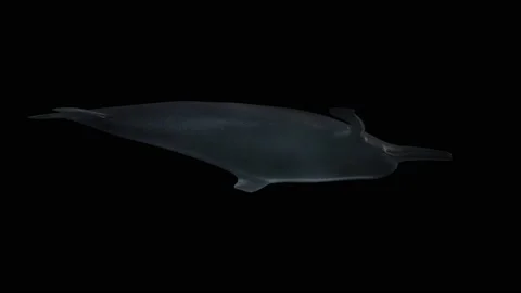 Floating Dead Bodies Stock Footage ~ Royalty Free Stock Videos | Pond5