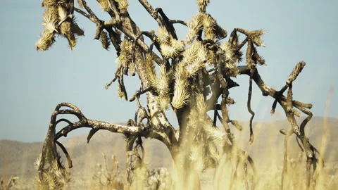 Dead dry Yucca tree in the Mojave Preser... | Stock Video | Pond5