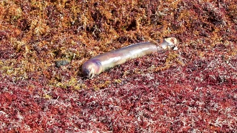 Dead eel stranded on seagrass beach Play... | Stock Video | Pond5