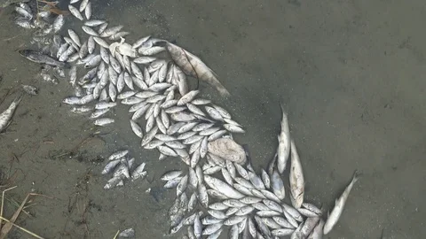 dead fish in contaminated water | Stock Video | Pond5