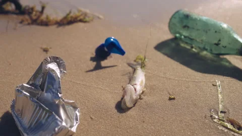 Fish Garbage Stock Video Footage | Royalty Free Fish Garbage Videos | Pond5