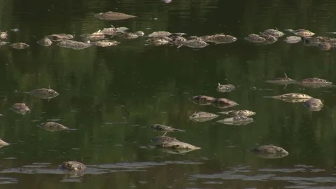 dead fish floating | Stock Video | Pond5
