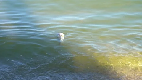 Floating Dead Fish Stock Videos – Royalty-Free HD & 4K Videos