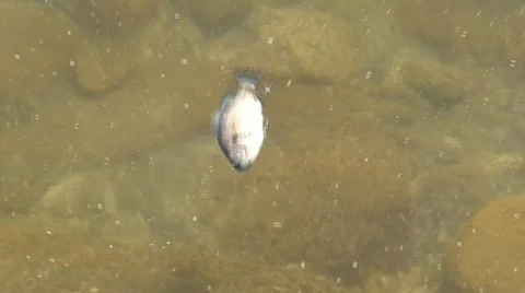 Death Fish Floating Stock Footage ~ Royalty Free Stock Videos | Pond5