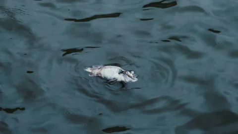 Floating Dead Fish Stock Videos – Royalty-Free HD & 4K Videos