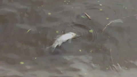 Dead fish floats on surface of dirty wat... | Stock Video | Pond5