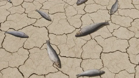 Dead fish lying on dry cracked soil 4k 3... | Stock Video | Pond5