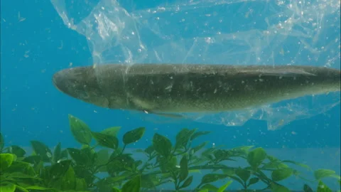 Dead fish in plastic garbage at the bott... | Stock Video | Pond5
