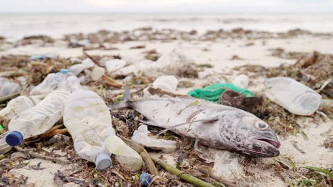 dead fish in plastic pollution on a beac... | Stock Video | Pond5