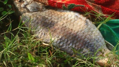 dead fish in the river with maggots and ... | Stock Video | Pond5