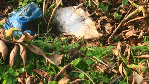 dead fish in the river with maggots and ... | Stock Video | Pond5