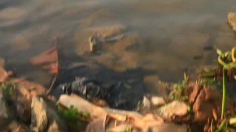 dead fish in the river with maggots and ... | Stock Video | Pond5