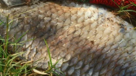 dead fish in the river with maggots and ... | Stock Video | Pond5