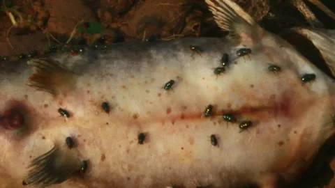 dead fish in the river with maggots and ... | Stock Video | Pond5