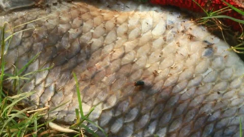 dead fish in the river with maggots and ... | Stock Video | Pond5