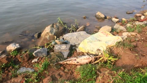 dead fish in the river with maggots and ... | Stock Video | Pond5