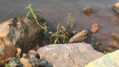 dead fish in the river with maggots and ... | Stock Video | Pond5