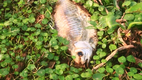dead fish in the river with maggots and ... | Stock Video | Pond5