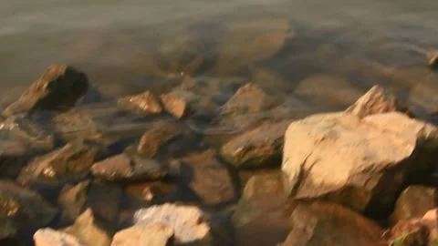 dead fish in the river with maggots and ... | Stock Video | Pond5