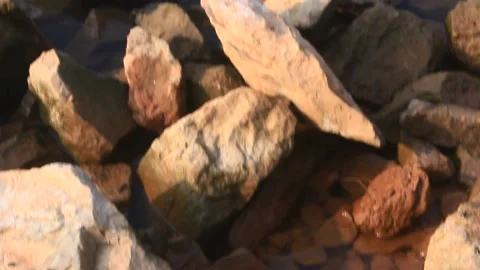 dead fish in the river with maggots and ... | Stock Video | Pond5