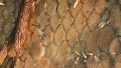 dead fish in the river with maggots and ... | Stock Video | Pond5