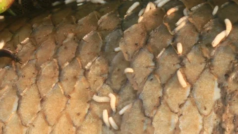 dead fish in the river with maggots and ... | Stock Video | Pond5