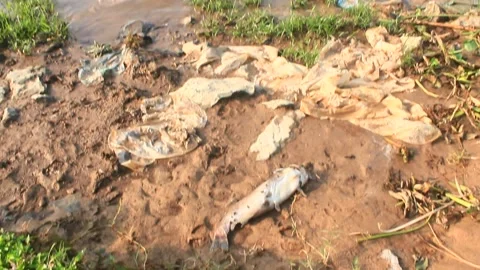 dead fish in the river with maggots and ... | Stock Video | Pond5