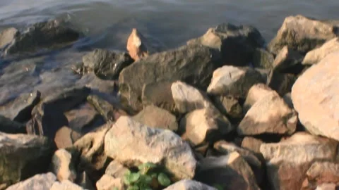 dead fish in the river with maggots and ... | Stock Video | Pond5