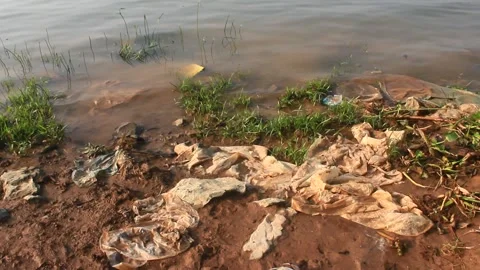 dead fish in the river with maggots and ... | Stock Video | Pond5