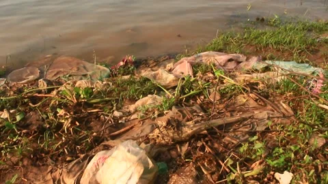 dead fish in the river with maggots and ... | Stock Video | Pond5