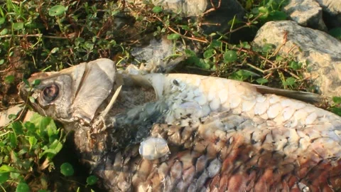 dead fish in the river with maggots and ... | Stock Video | Pond5