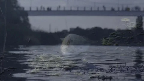 Dead fish in River Oder on Polish/German... | Stock Video | Pond5