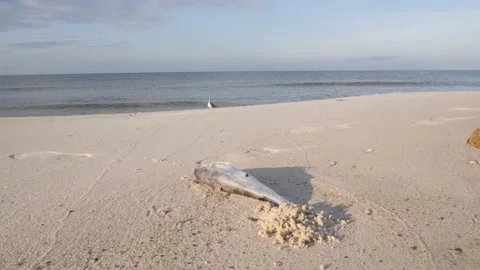 Dead fish on sand beach with ocean waves... | Stock Video | Pond5