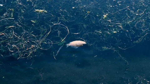 Dead fish in Trash floats in dirty foul ... | Stock Video | Pond5