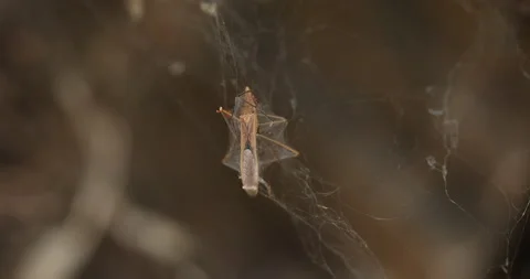 Web Body Stock Footage ~ Royalty Free Stock Videos | Pond5