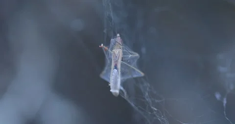 Web Body Stock Footage ~ Royalty Free Stock Videos | Pond5