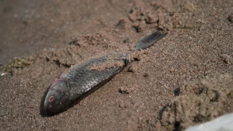 Dead Freshwater Fish Lying on Sandy Shor... | Stock Video | Pond5