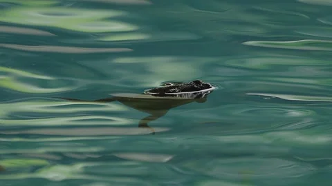 Dead frog floating in pool water. | Stock Video | Pond5