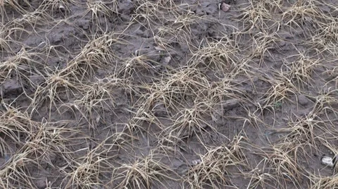 Dead Crop Stock Video Footage | Royalty Free Dead Crop Videos | Pond5