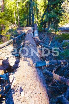 Dead Gigantic pine trees in Sequoia National Park. Stock Photo #87946765