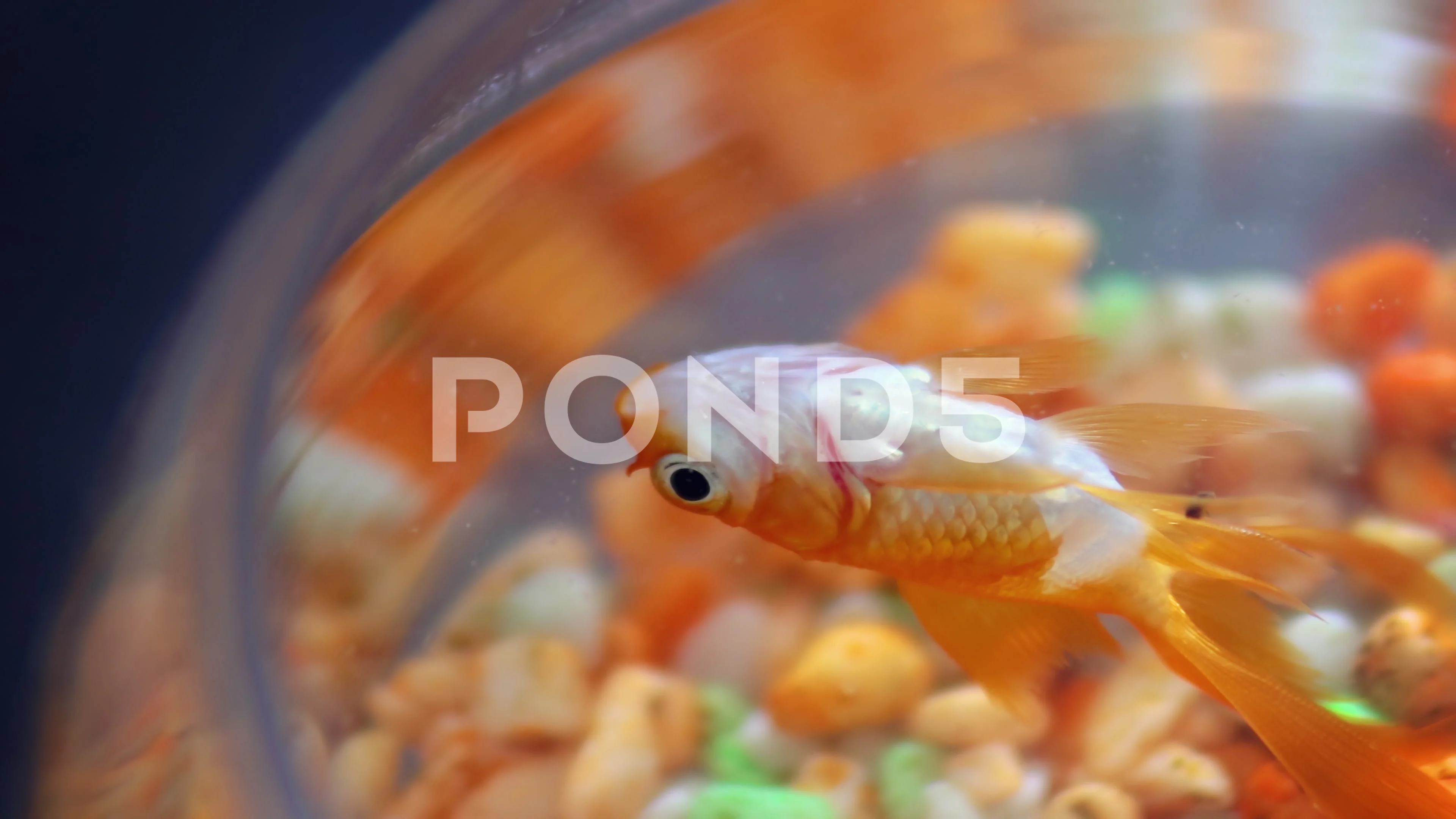 Dead Goldfish Floating